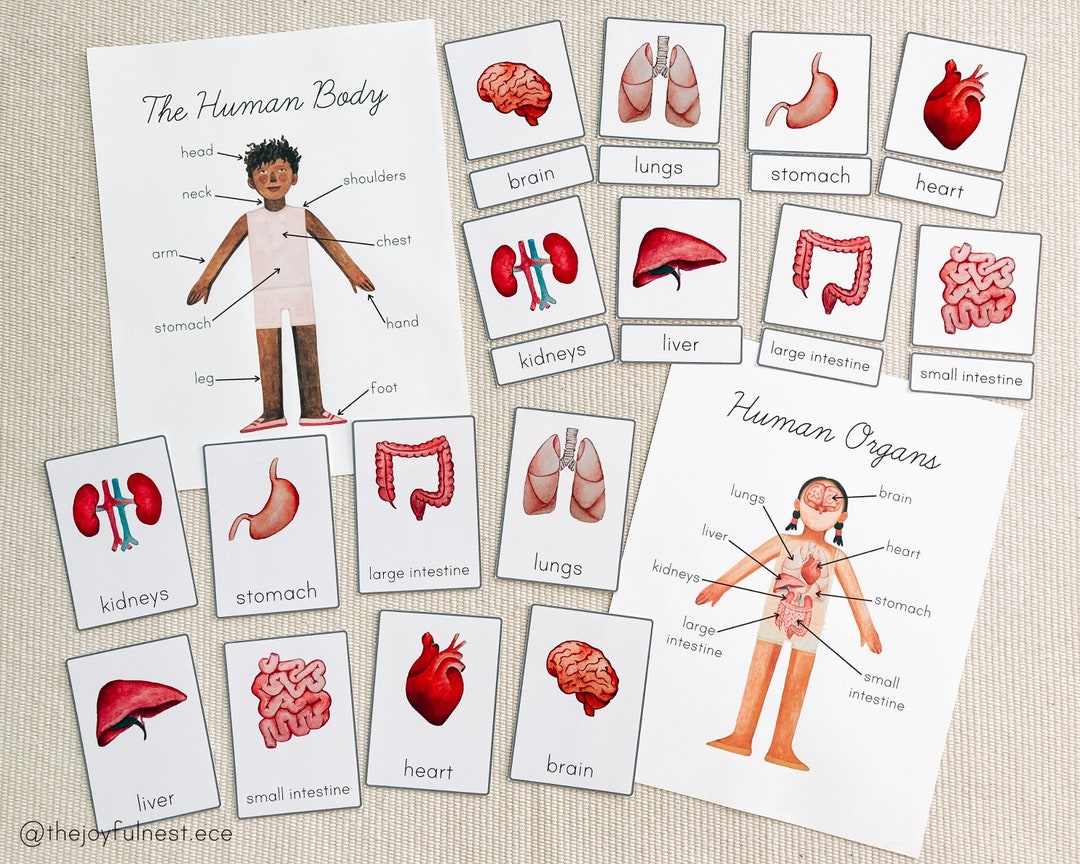 Human Anatomy & Organs | Montessori 3 Part Cards and Labeling Activity ...