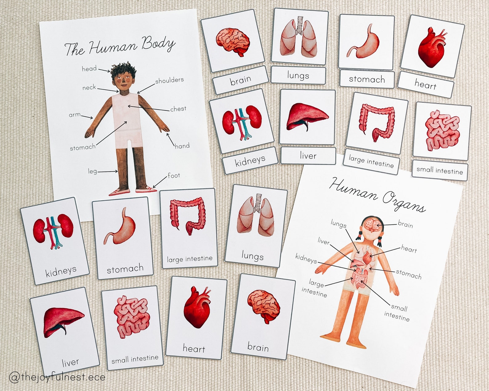 Human Anatomy & Organs Montessori 3 Part Cards and Labeling Activity ...