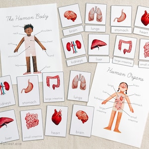 Human Anatomy & Organs | Montessori 3 Part Cards and Labeling Activity ...