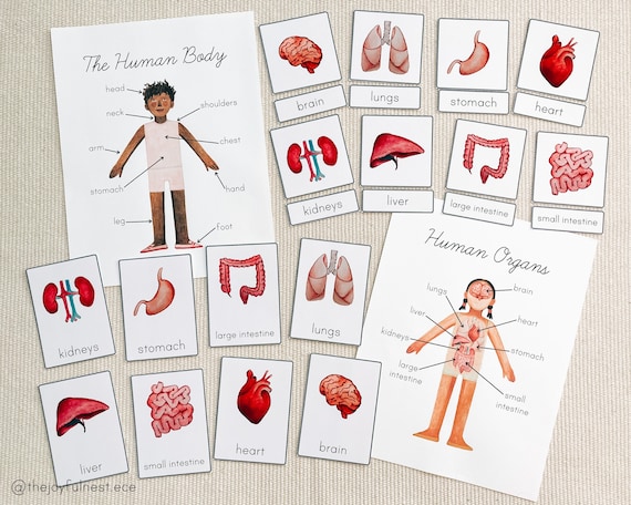 Human Anatomy & Organs Montessori 3 Part Cards and Labeling - Etsy India