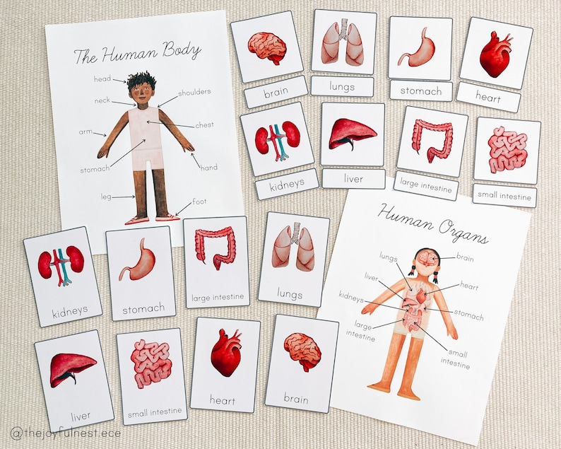 Human Anatomy & Organs | Montessori 3 Part Cards and Labeling Activity ...
