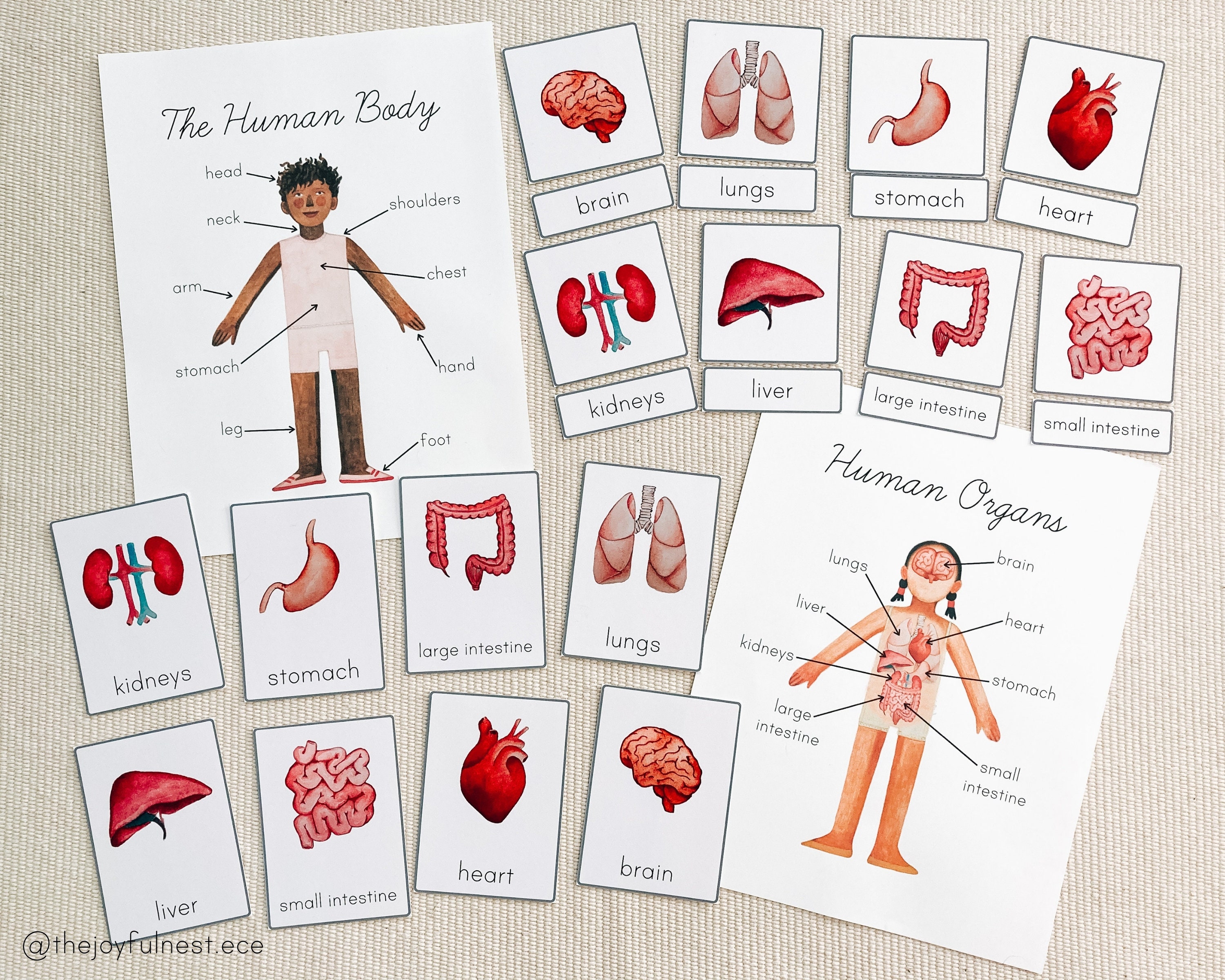 Human Anatomy & Organs Montessori 3 Part Cards and Labeling - Etsy.de