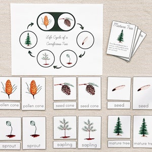 Conifer Tree Unit Study Bundle: Life Cycle, Parts of a Tree, Number ...
