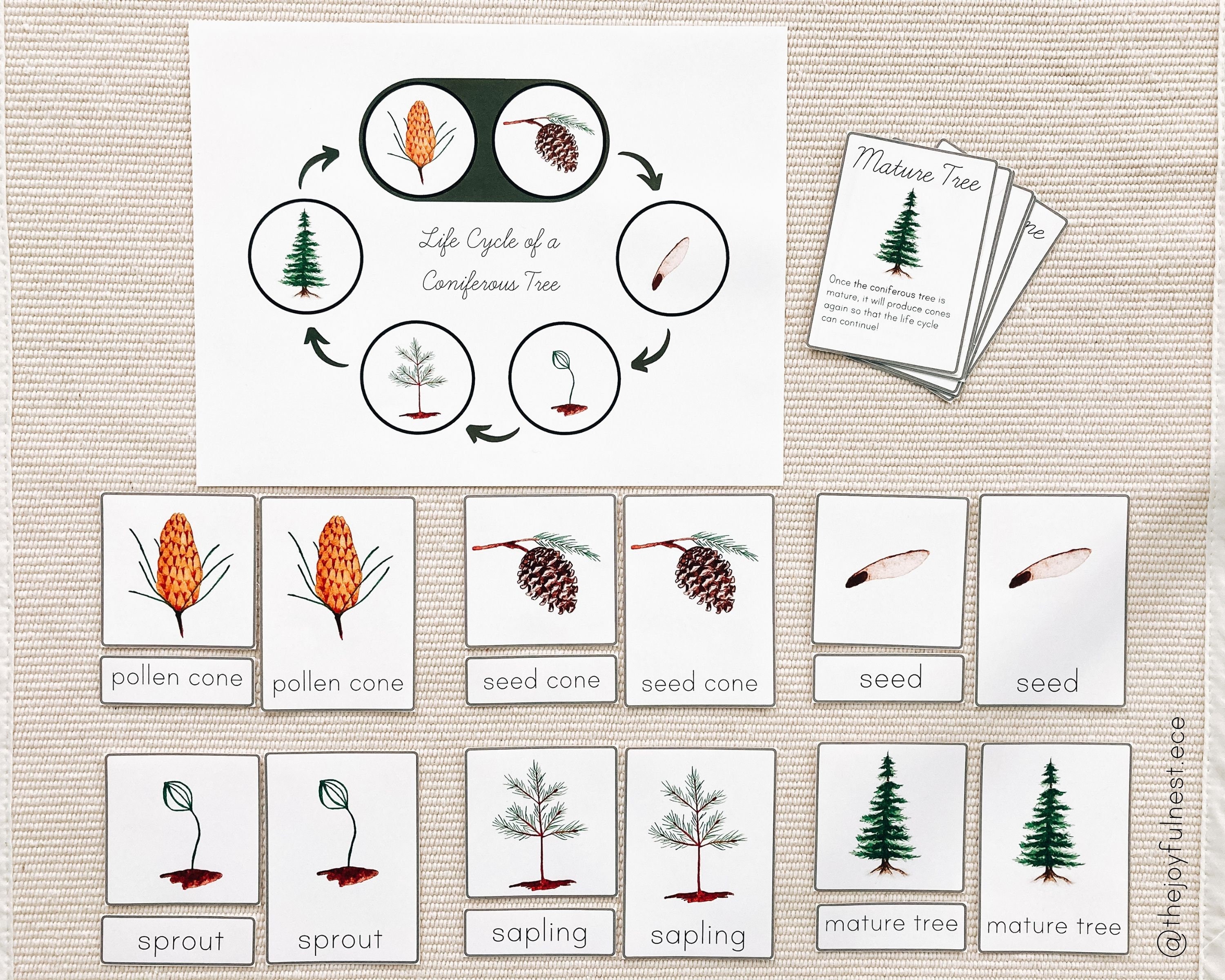 Conifer Tree Unit Study Bundle: Life Cycle, Parts of a Tree, Number ...