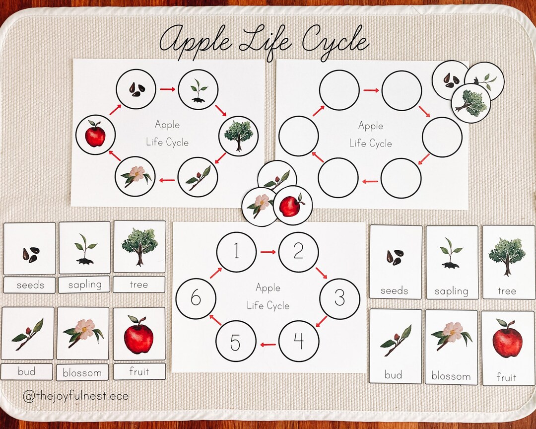 Watercolor Apple Life Cycle Matching Activity & 3 Part Cards Printable ...