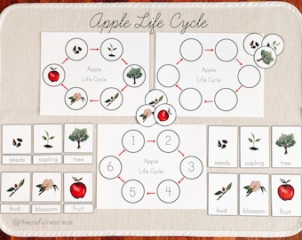 Pumpkin Life Cycle Matching Activity & 3-part Cards Printable | Etsy
