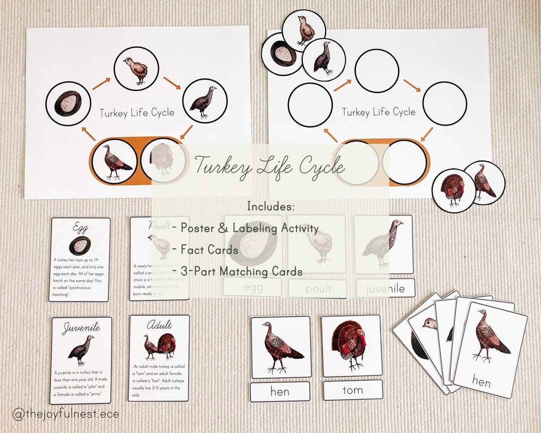 Life Cycle of a Turkey | Poster, Matching Actvitity, Montessori 3 Part ...