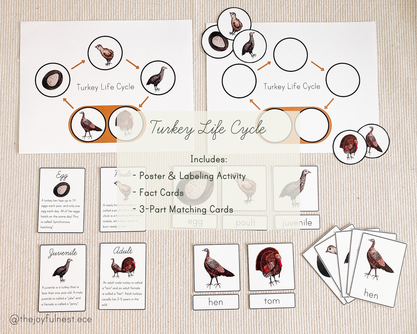 Life Cycle of a Turkey | Poster, Matching Actvitity, Montessori 3 Part ...