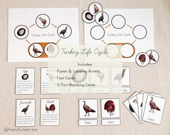 Pumpkin Life Cycle Matching Activity & 3-part Cards Printable | Etsy