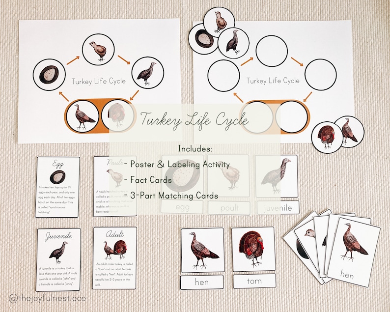 Life Cycle of a Turkey | Poster, Matching Actvitity, Montessori 3 Part ...