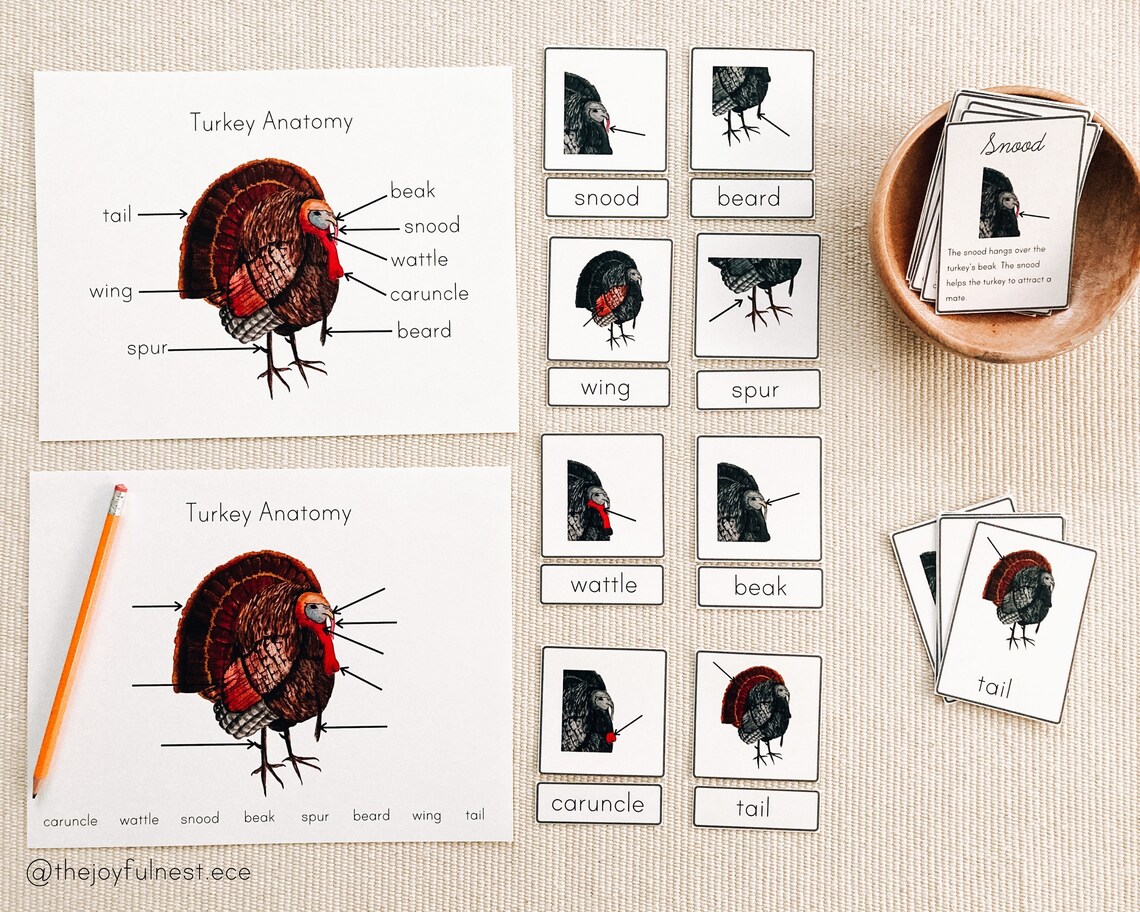 Turkey Anatomy Study | Parts of a Turkey | Poster, Labeling Activity, 3 ...