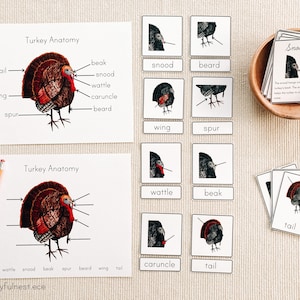 Turkey Anatomy Study | Parts of a Turkey | Poster, Labeling Activity, 3 ...
