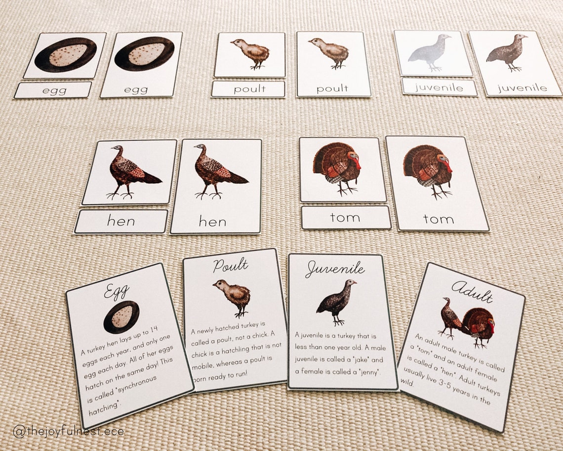 Life Cycle of a Turkey | Poster, Matching Actvitity, Montessori 3 Part ...