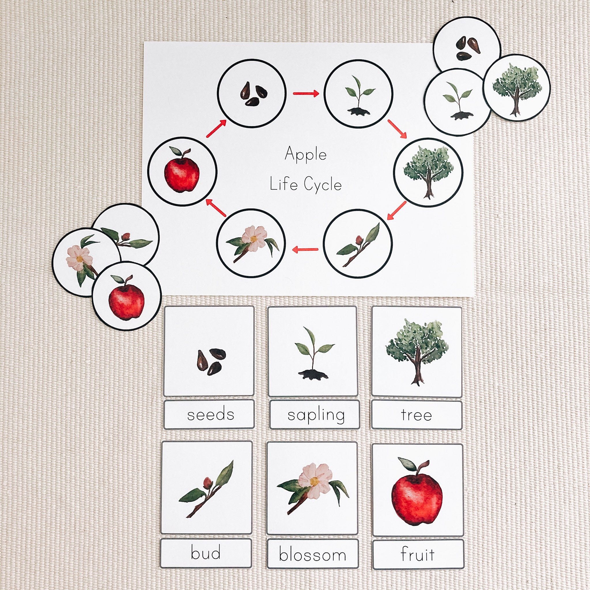 Watercolor Apple Life Cycle Matching Activity & 3 Part Cards Printable ...
