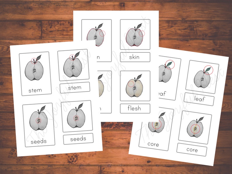 Apple Unit Bundle: Apple Life Cycle Anatomy Counting and - Etsy