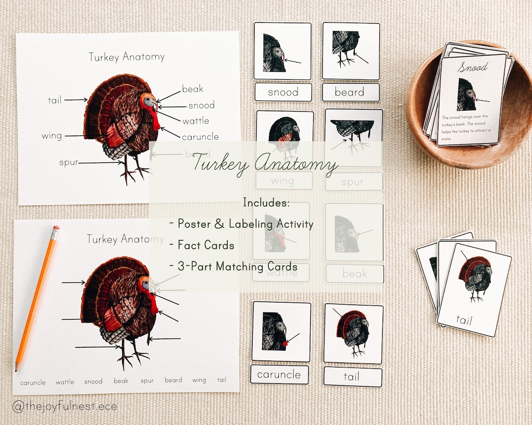 Turkey Anatomy Study | Parts of a Turkey | Poster, Labeling Activity, 3 ...