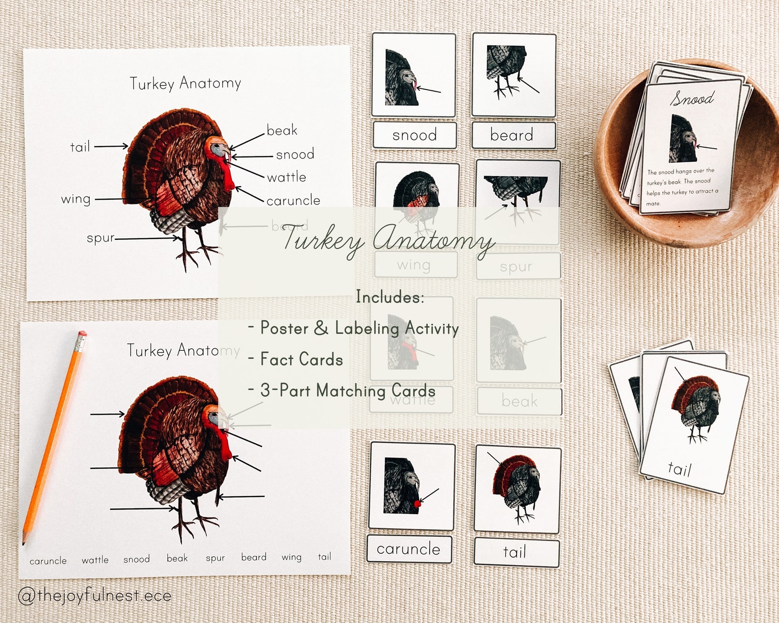 Turkey Anatomy Study | Parts of a Turkey | Poster, Labeling Activity, 3 ...