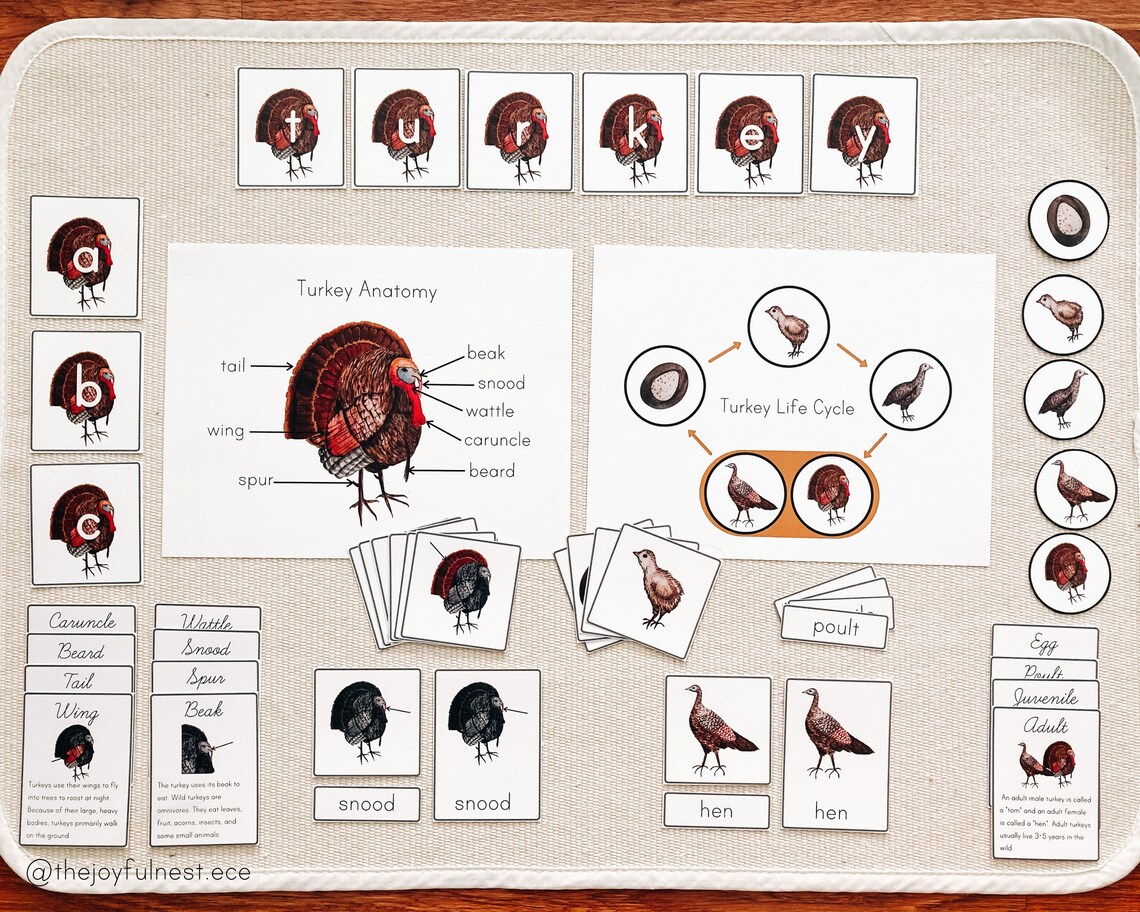 Turkey Unit Study Bundle: Anatomy Life Cycle Counting - Etsy
