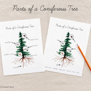 Parts of a Coniferous Tree | Conifer Unit Study | Montessori Printable ...