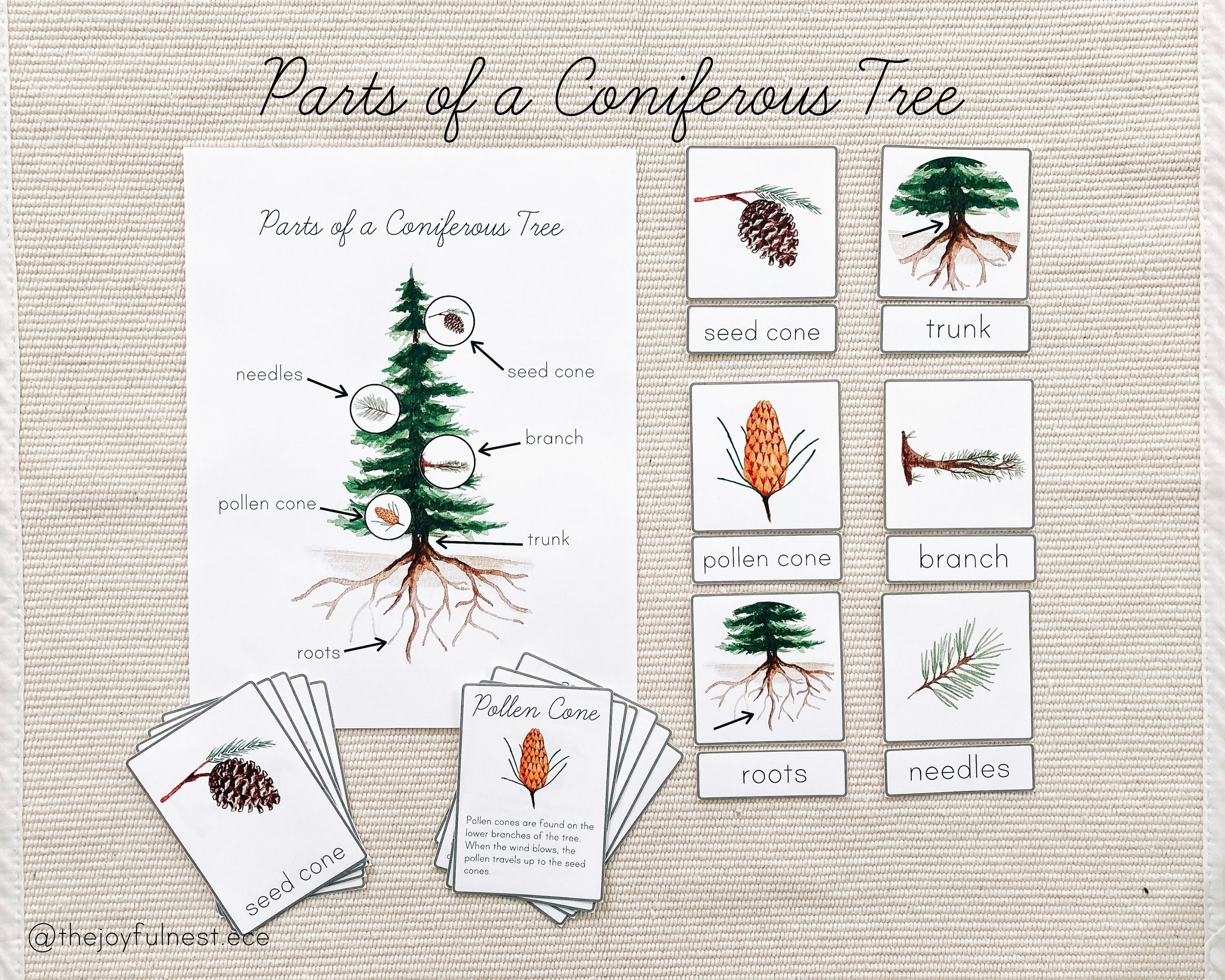 Conifer Tree Unit Study Bundle: Life Cycle, Parts of a Tree, Number ...