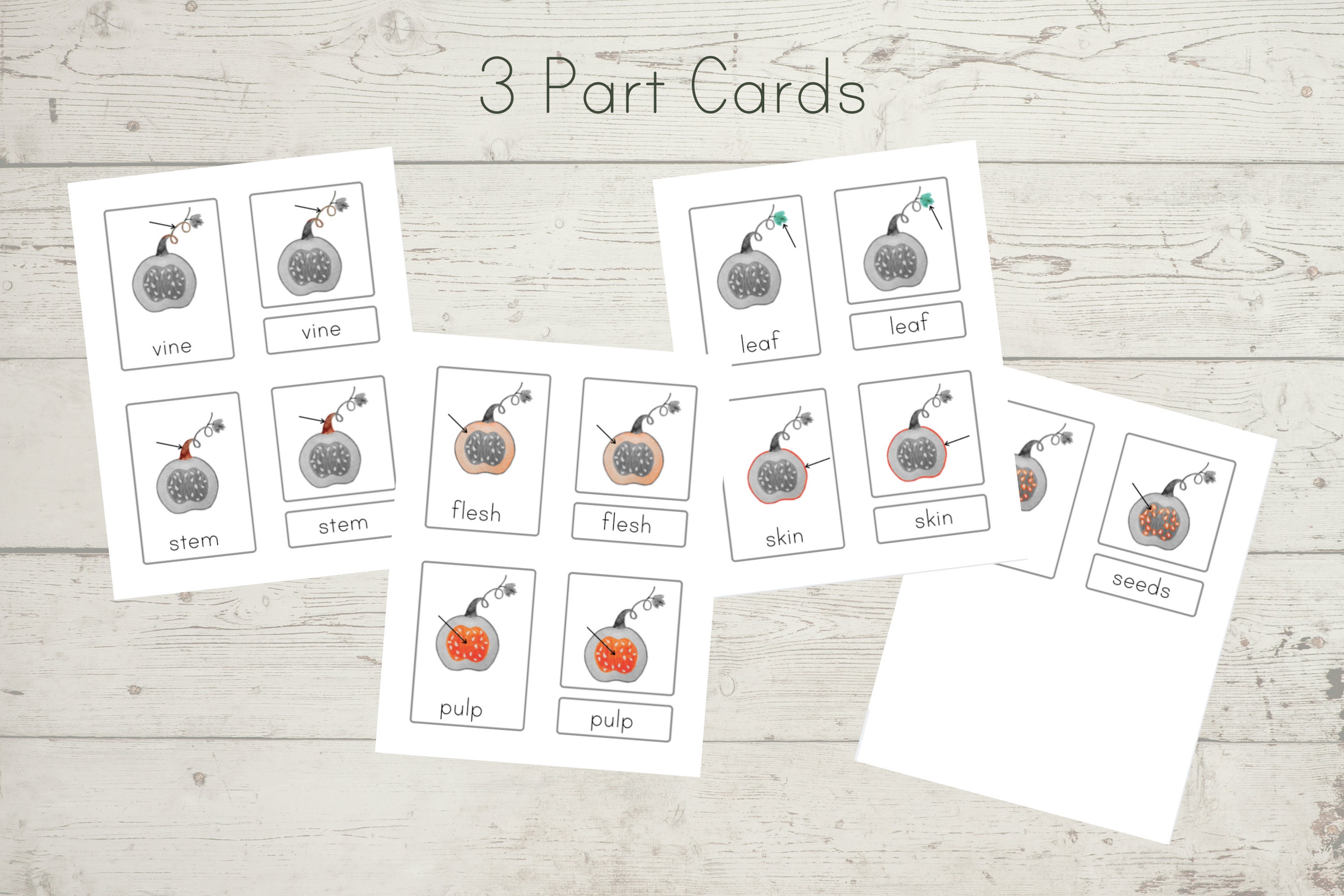 Pumpkin Unit Bundle: Life Cycle, Anatomy, Counting Cards, Songs, and ...