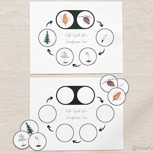 Conifer Tree Unit Study Bundle: Life Cycle, Parts of a Tree, Number ...