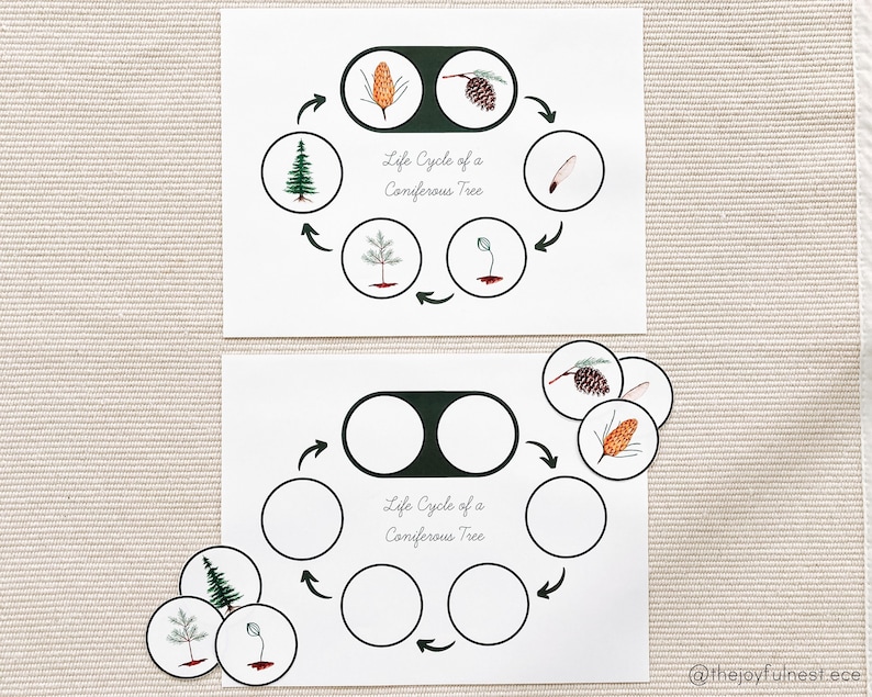 Conifer Tree Unit Study Bundle: Life Cycle, Parts of a Tree, Number ...