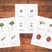 Apple Unit Bundle: Apple Life Cycle Anatomy Counting and - Etsy