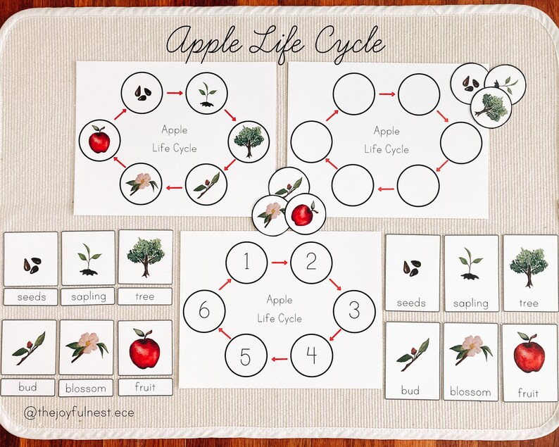 Apple Unit Bundle: Apple Life Cycle Anatomy Counting and - Etsy