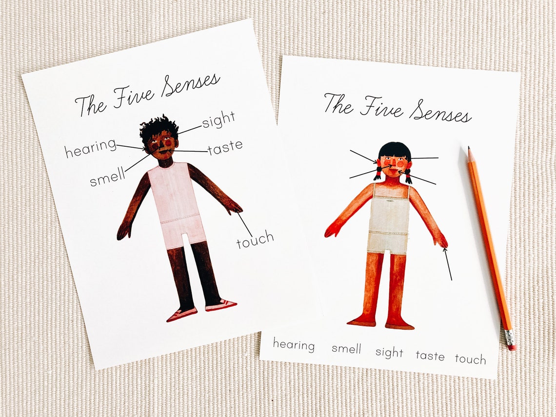 Five Senses Activities & Montessori 3 Part Cards | Printable PDF ...