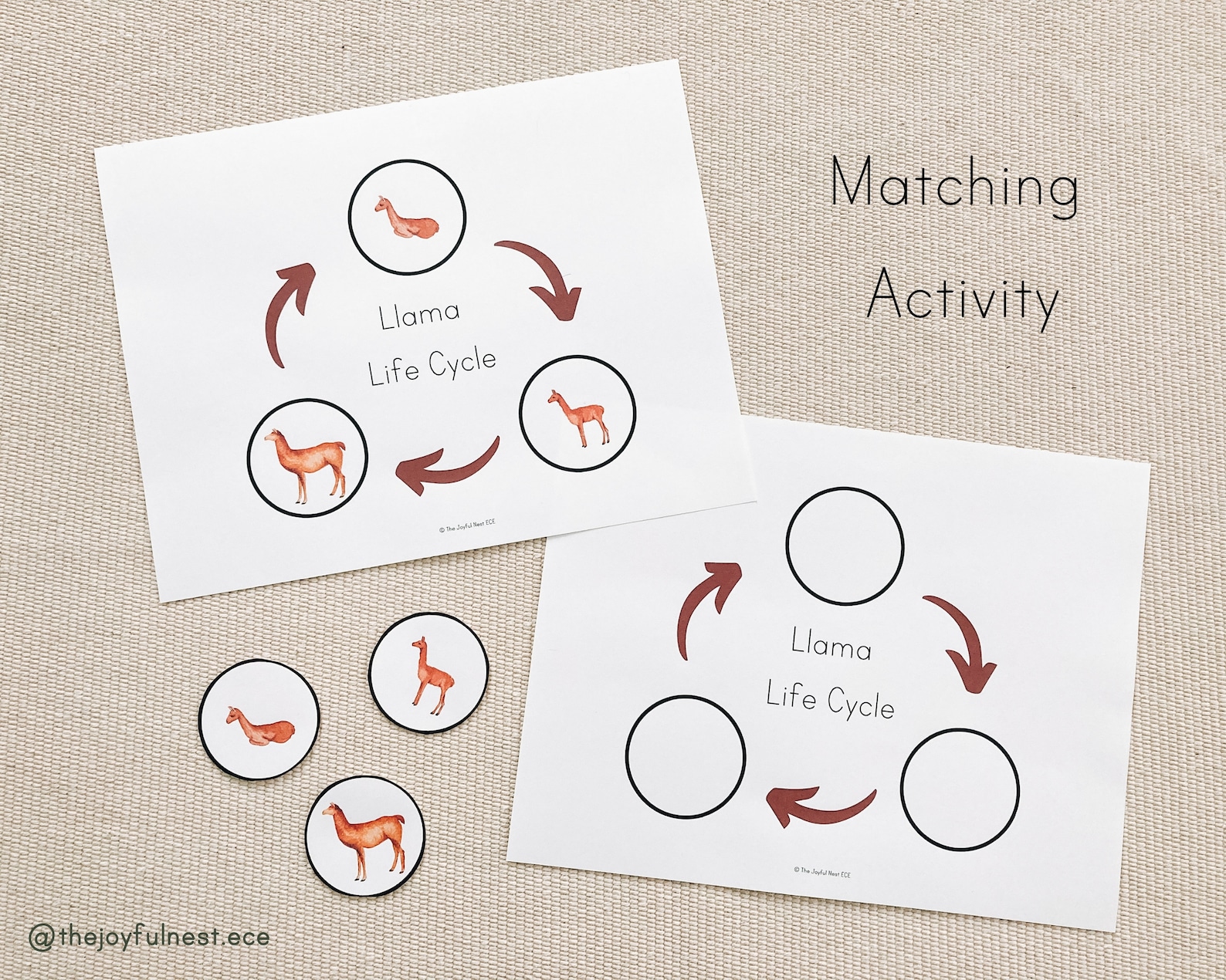 Llama Study Bundle | Life Cycle of a Llama & Llama Anatomy | Montessori ...