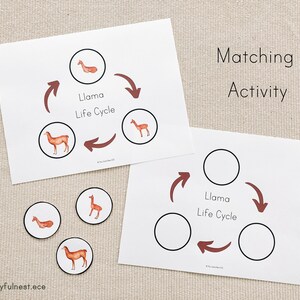 Llama Study Bundle | Life Cycle of a Llama & Llama Anatomy | Montessori ...