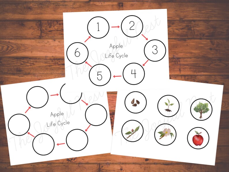 Watercolor Apple Life Cycle Matching Activity & 3 Part Cards Printable ...