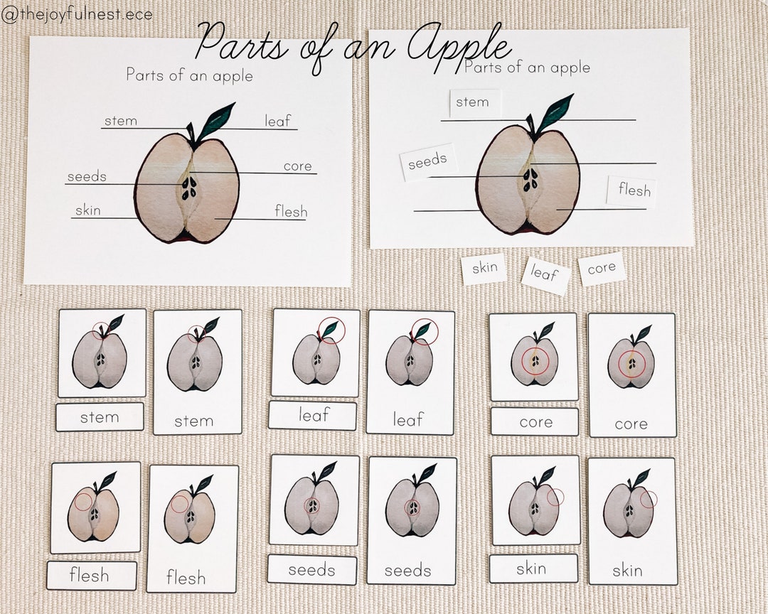 Parts of an Apple Labeling & 3 Part Cards Watercolor Printable Flash ...
