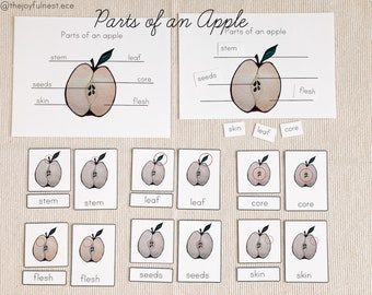 Parts of an Apple Labeling & 3 Part Cards Watercolor Printable - Etsy