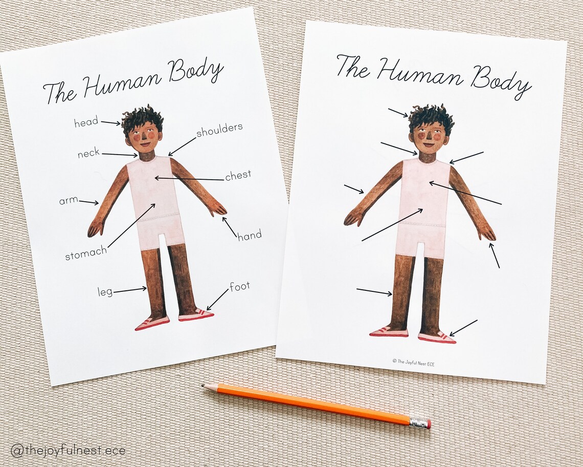 Human Anatomy & Organs Montessori 3 Part Cards and Labeling - Etsy