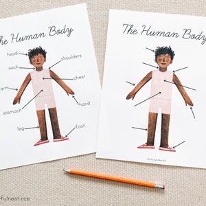 Human Anatomy & Organs | Montessori 3 Part Cards and Labeling Activity ...