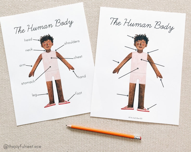 Human Anatomy & Organs Montessori 3 Part Cards and Labeling - Etsy