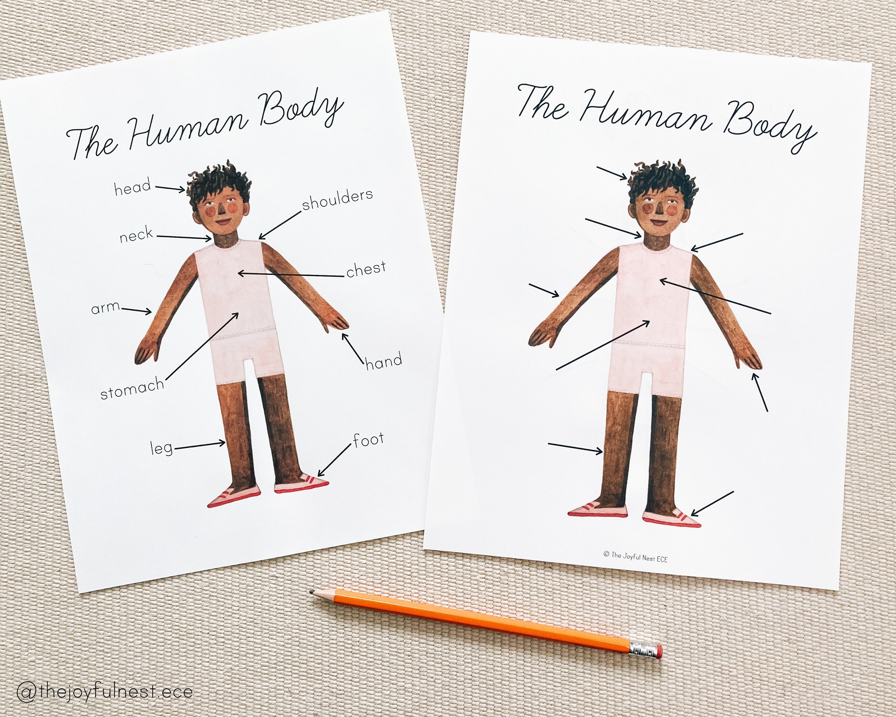 Human Anatomy & Organs | Montessori 3 Part Cards and Labeling Activity ...