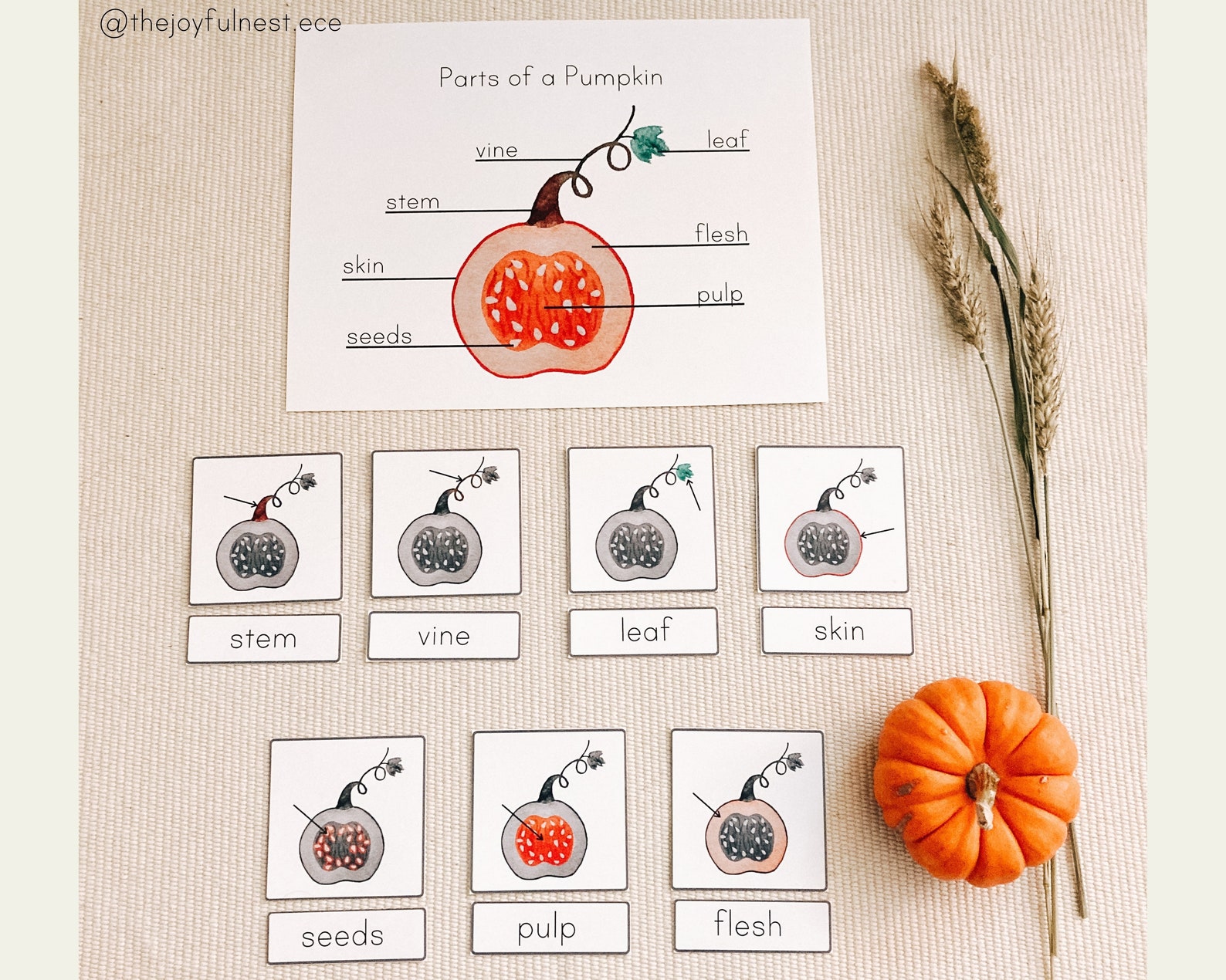 Parts of a Pumpkin Labeling Activity & 3 Part Cards Printable PDF - Etsy