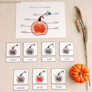 Parts of a Pumpkin Labeling Activity & 3 Part Cards Printable PDF - Etsy