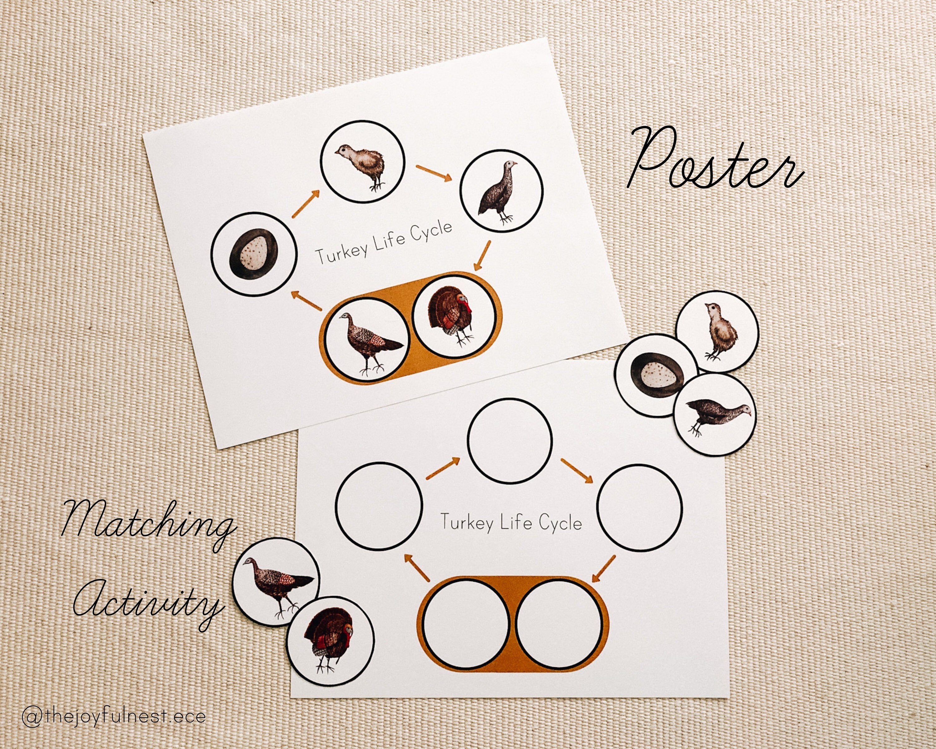 Life Cycle of a Turkey | Poster, Matching Actvitity, Montessori 3 Part ...