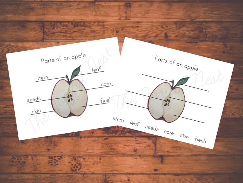 Parts of an Apple Labeling & 3 Part Cards Watercolor Printable Flash ...