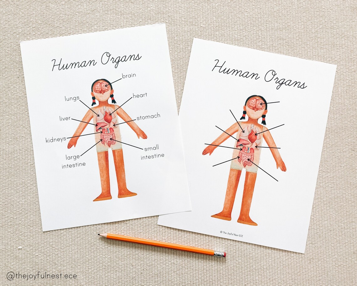 Human Anatomy & Organs Montessori 3 Part Cards and Labeling - Etsy