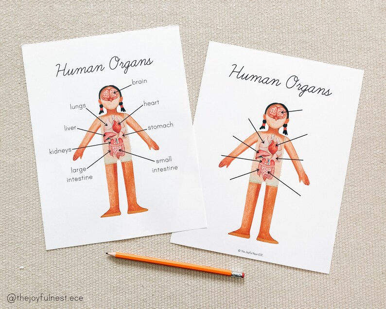 Human Anatomy & Organs Montessori 3 Part Cards and Labeling Activity ...