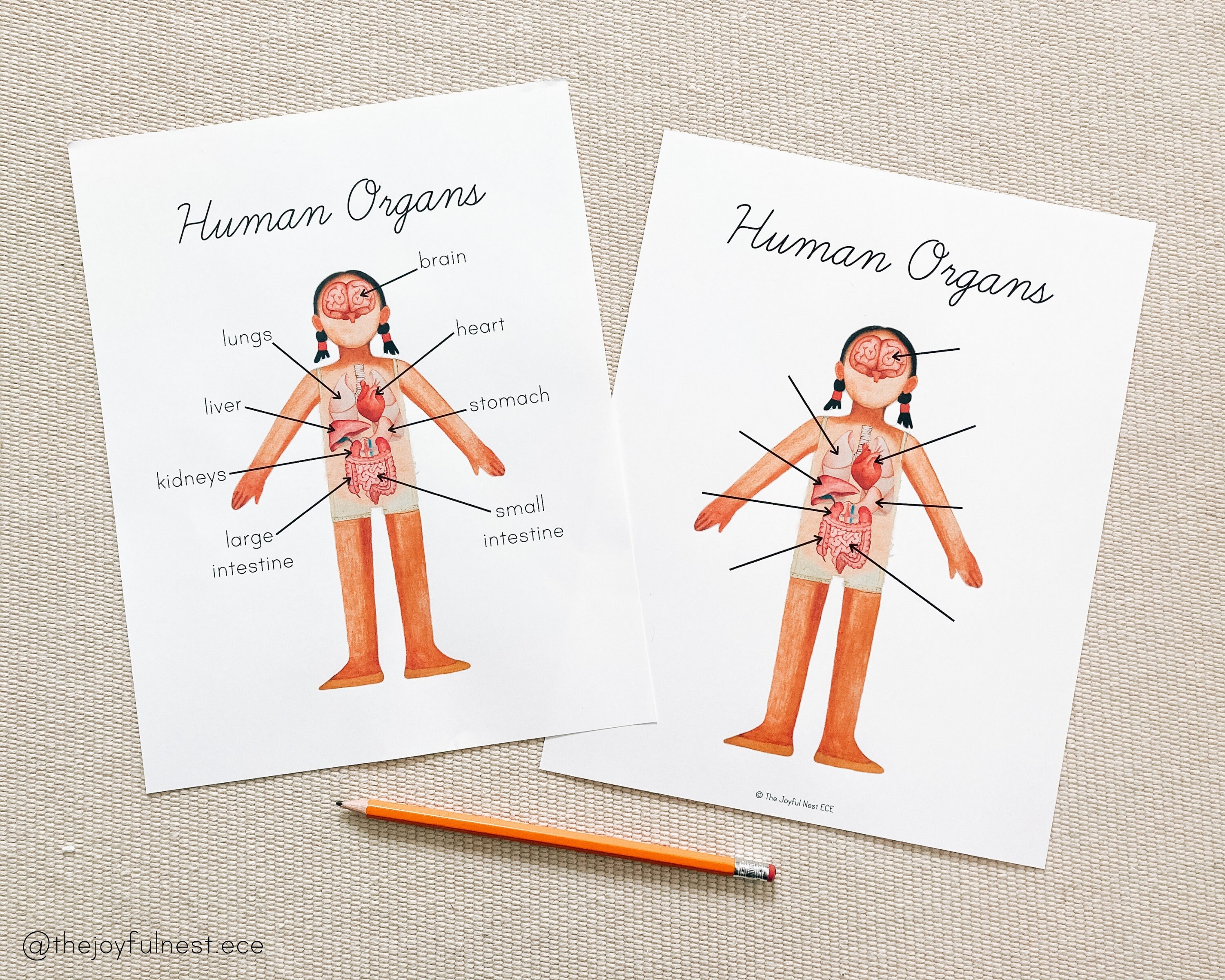Human Anatomy & Organs Montessori 3 Part Cards and Labeling Activity ...