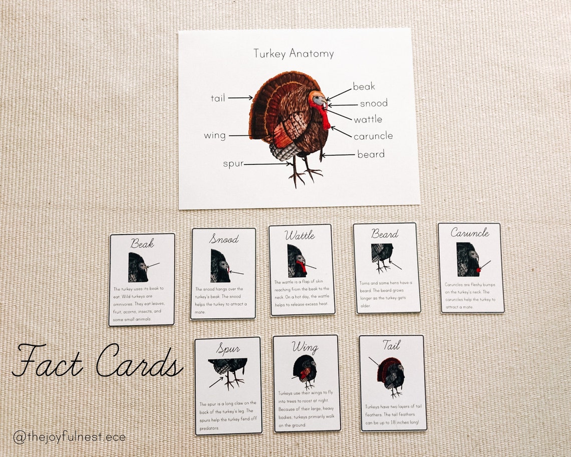 Turkey Anatomy Study | Parts of a Turkey | Poster, Labeling Activity, 3 ...