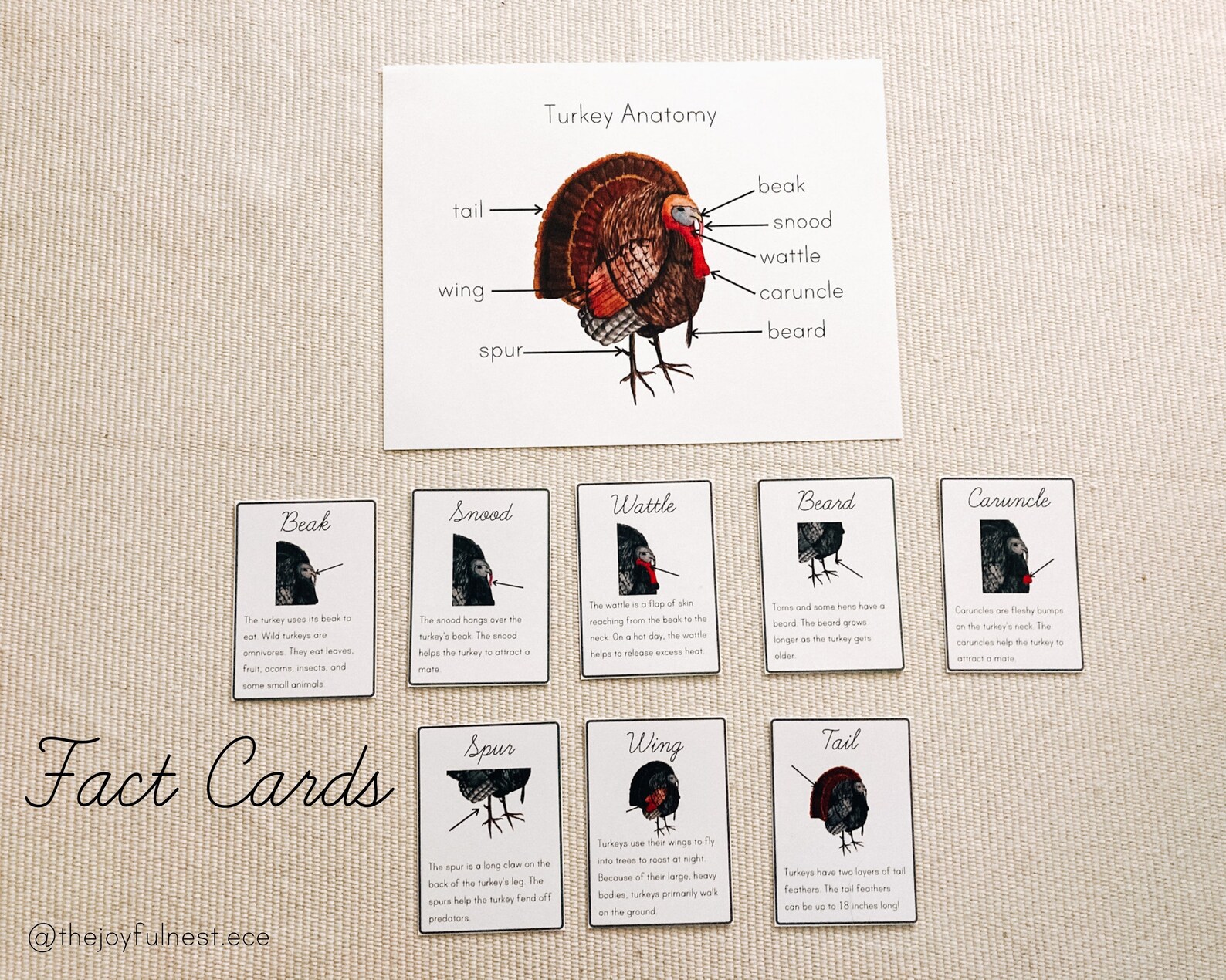 Turkey Anatomy Study | Parts of a Turkey | Poster, Labeling Activity, 3 ...