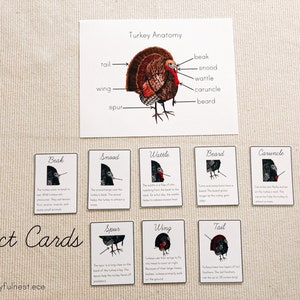 Turkey Anatomy Study | Parts of a Turkey | Poster, Labeling Activity, 3 ...