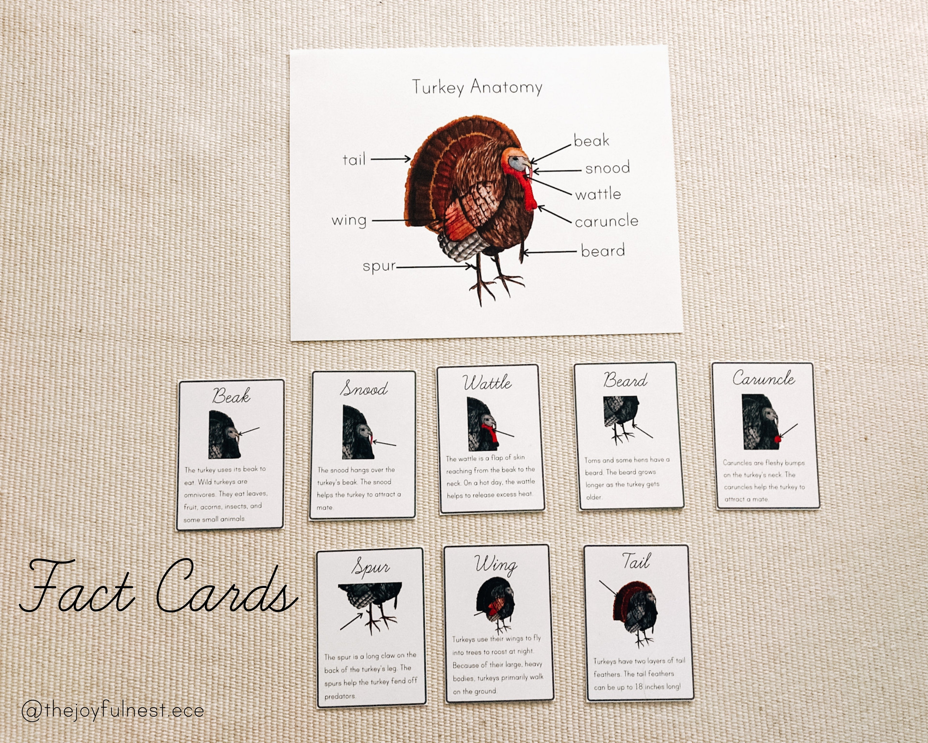 Turkey Anatomy Study | Parts of a Turkey | Poster, Labeling Activity, 3 ...